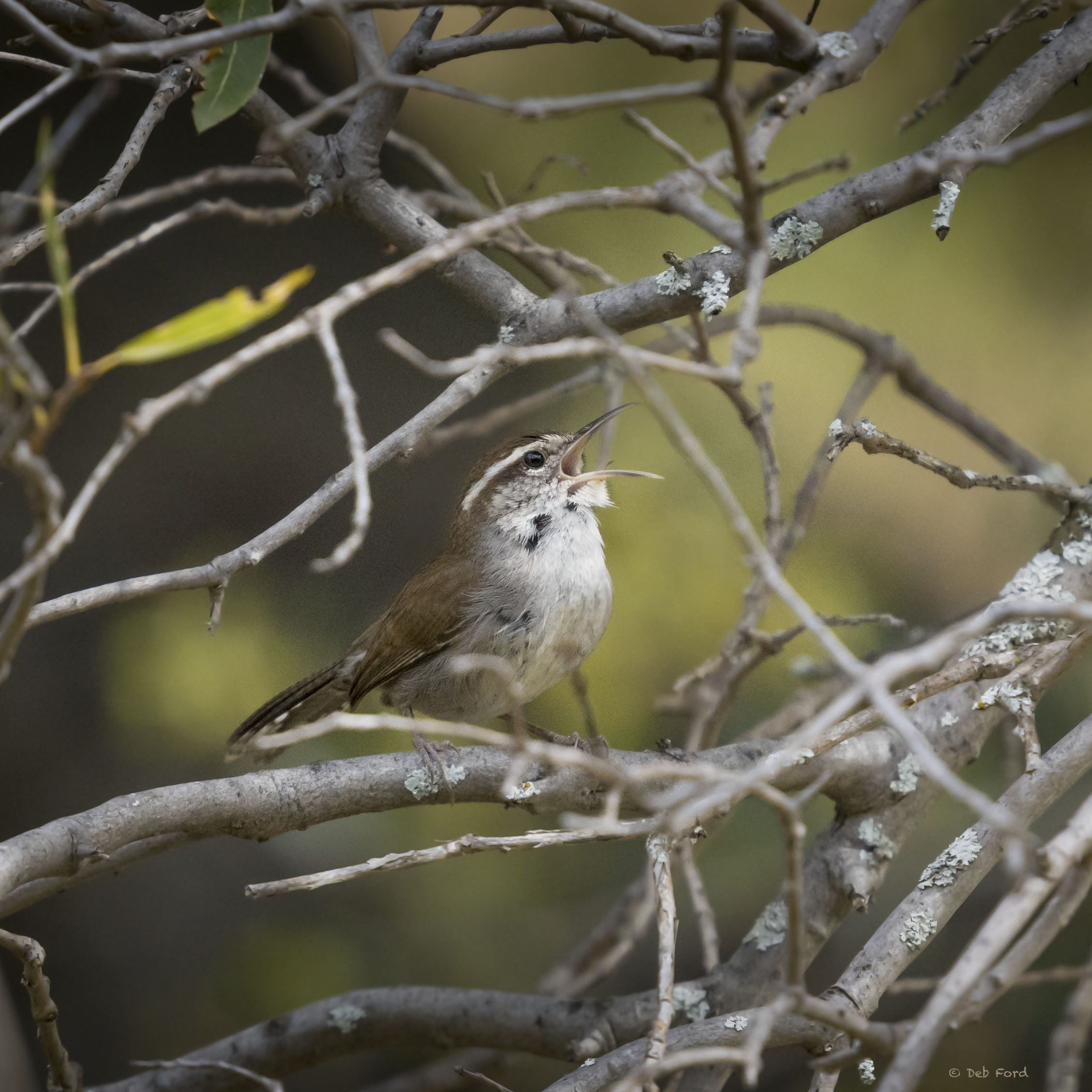 Birding by Ear - Yolo Bird Alliance