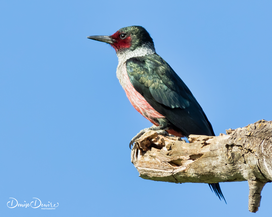 The Legacy of Eponymous Bird Names - Yolo Bird Alliance