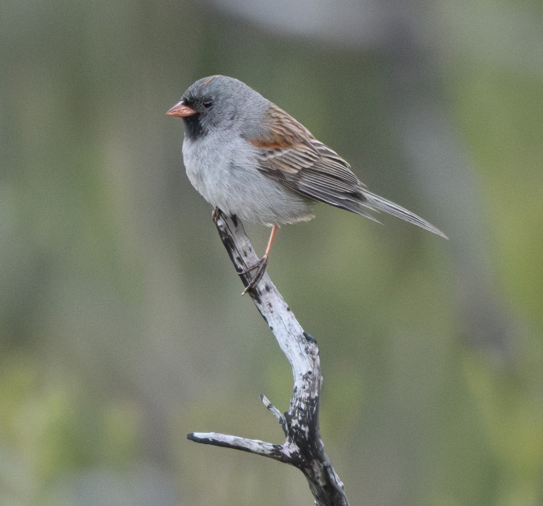 Yolo Notable Sightings: April 2024 - Yolo Bird Alliance