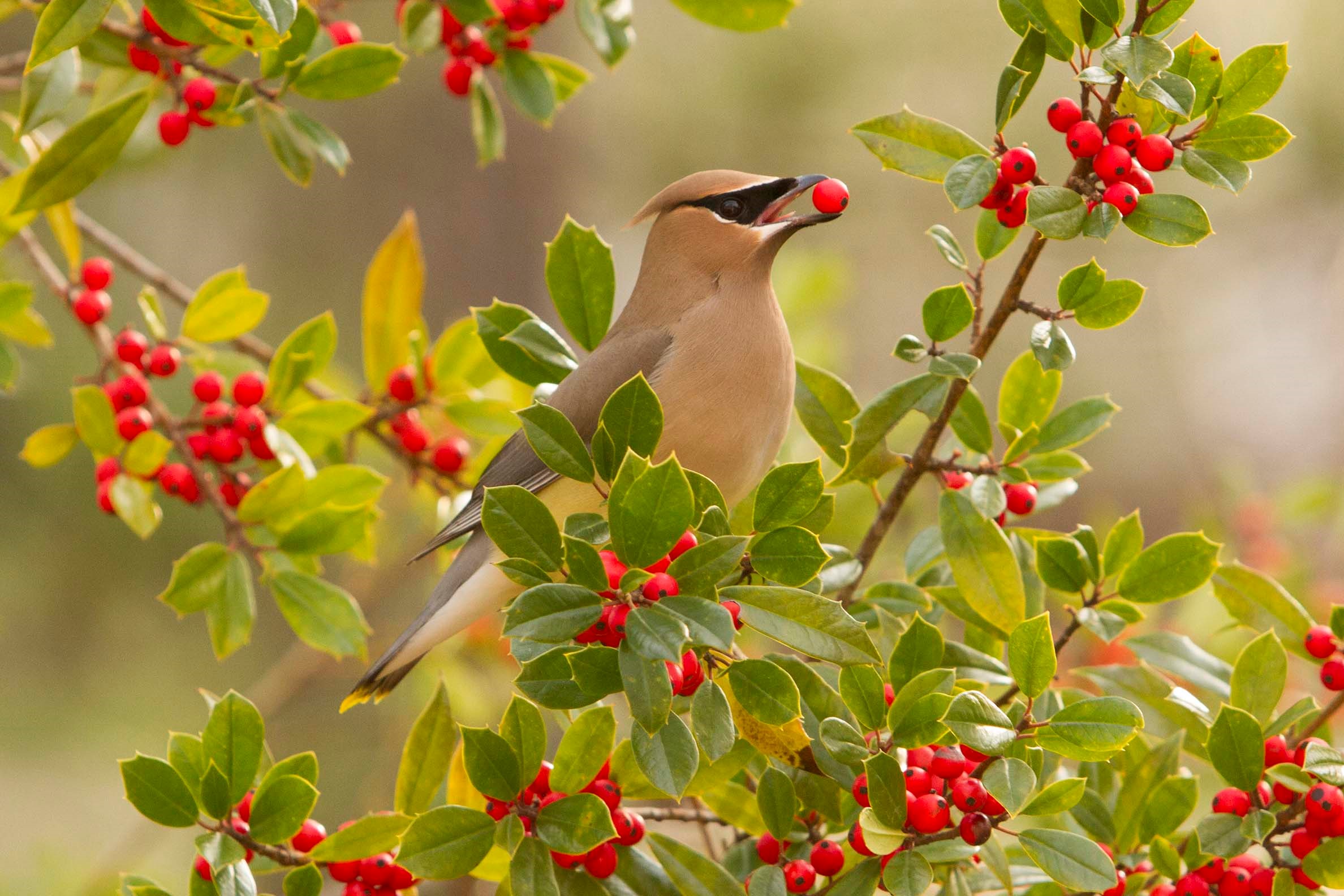 From the Presidents: December 2024 - Yolo Bird Alliance