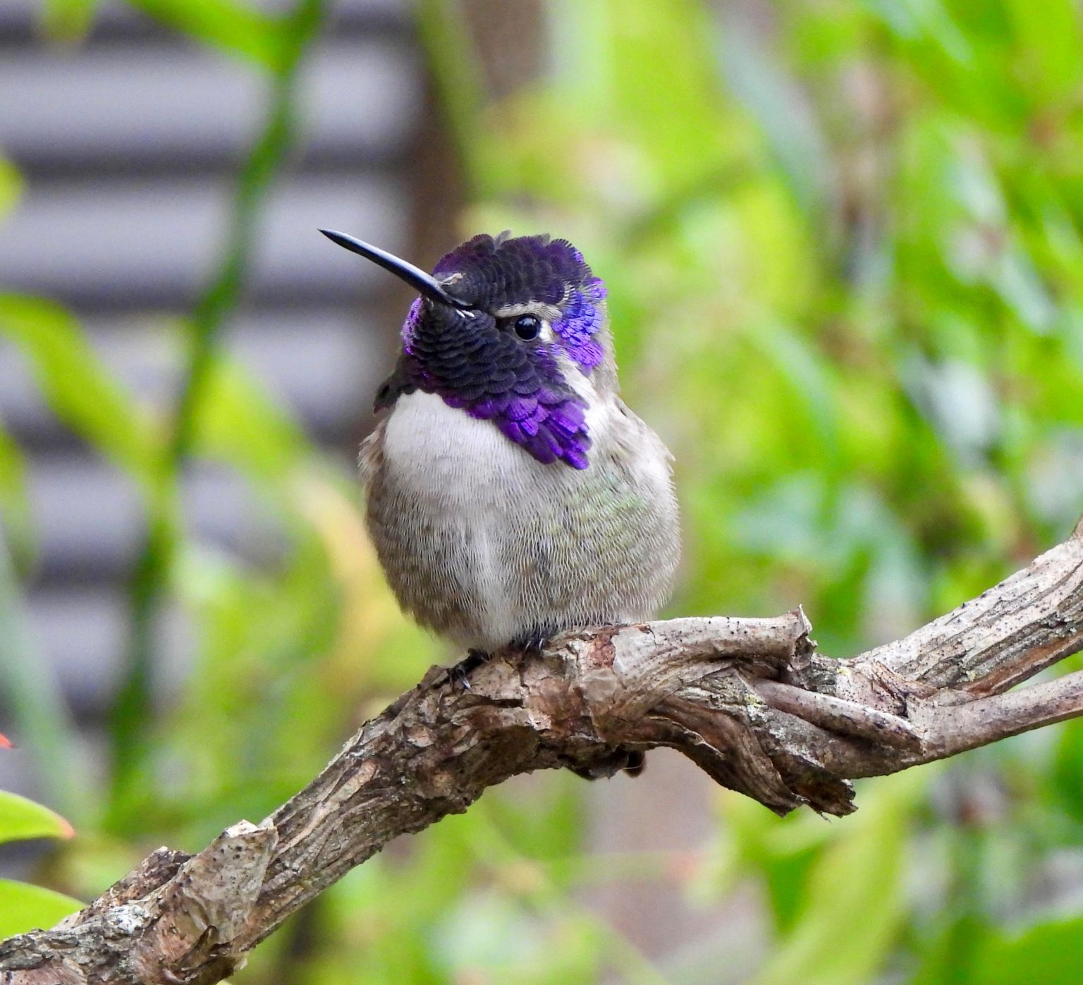 Yolo Notable Sightings: January 2024 - Yolo Bird Alliance