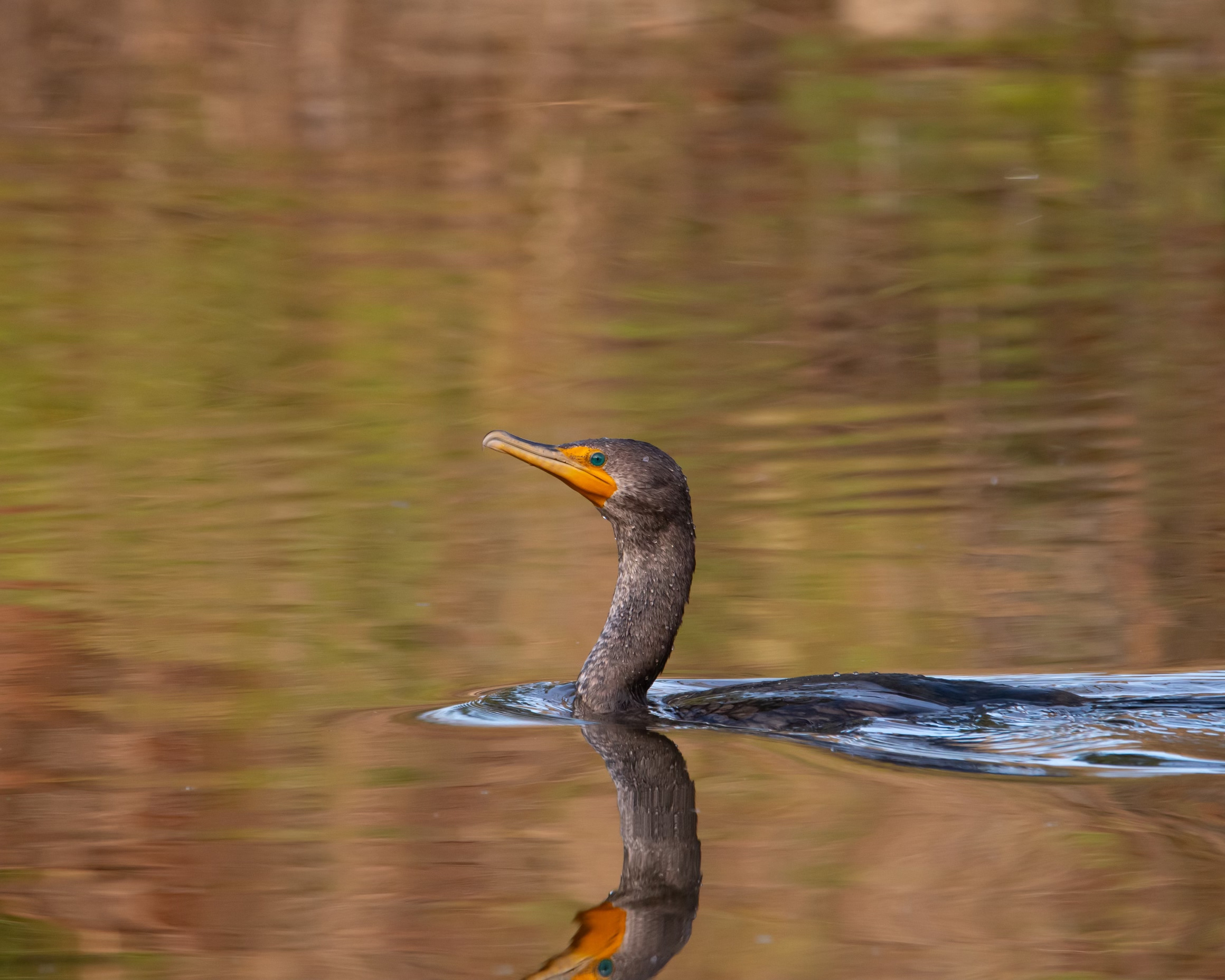 Field Trip Happenings - 2024/2025 Season - Yolo Bird Alliance
