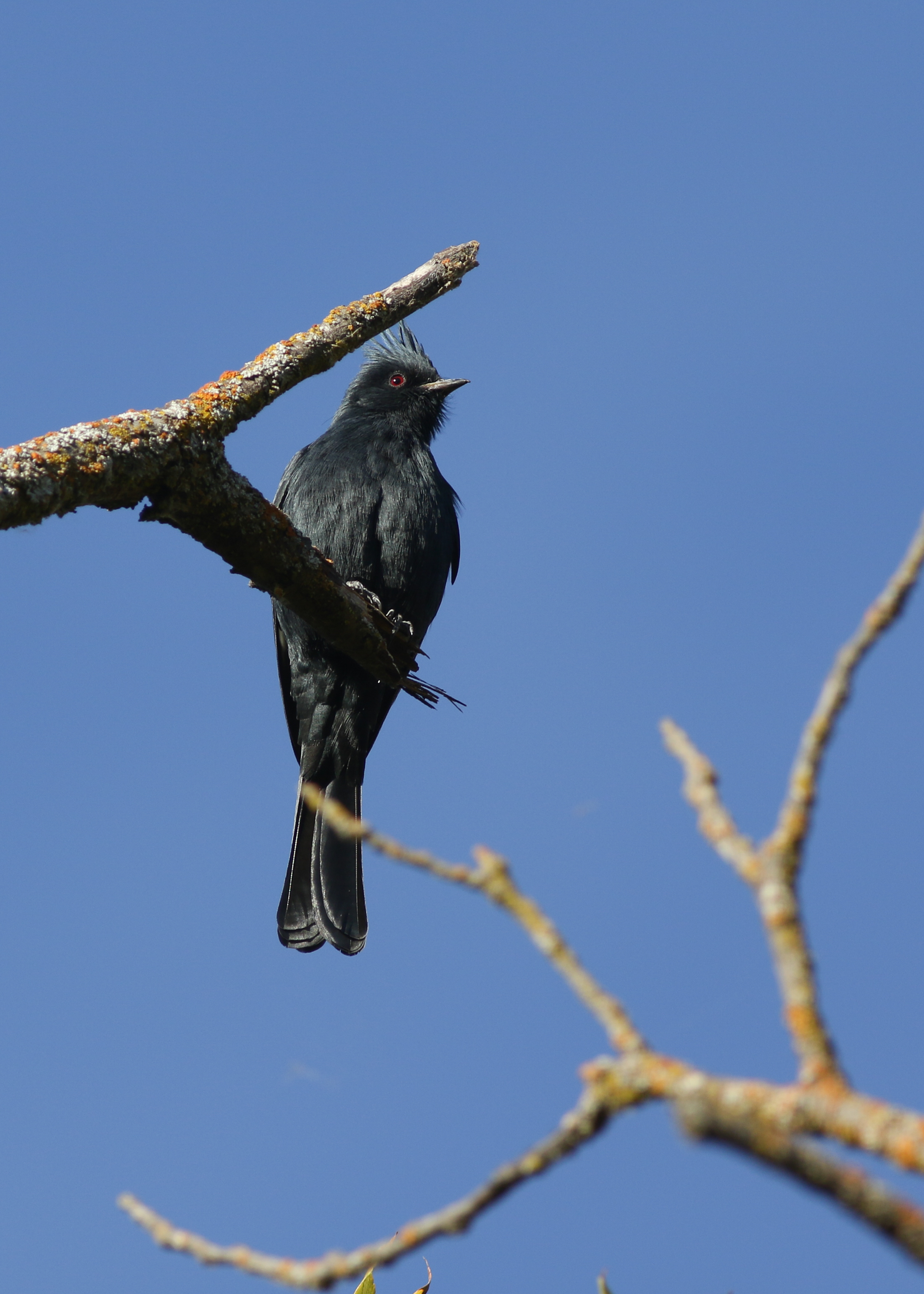 Field Trip Happenings - 2024/2025 Season - Yolo Bird Alliance