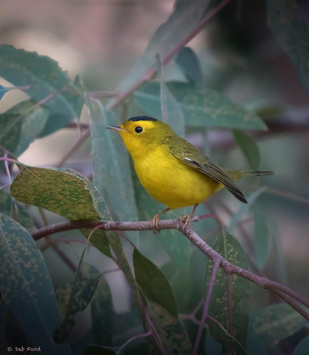 Wild Wings - Yolo Bird Alliance
