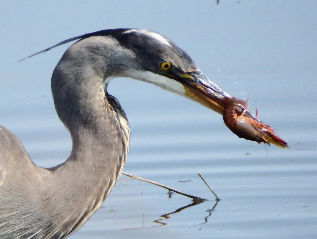 Birding on Willow Slough at Conaway Ranch Yolo Audubon and Tuleyome ...