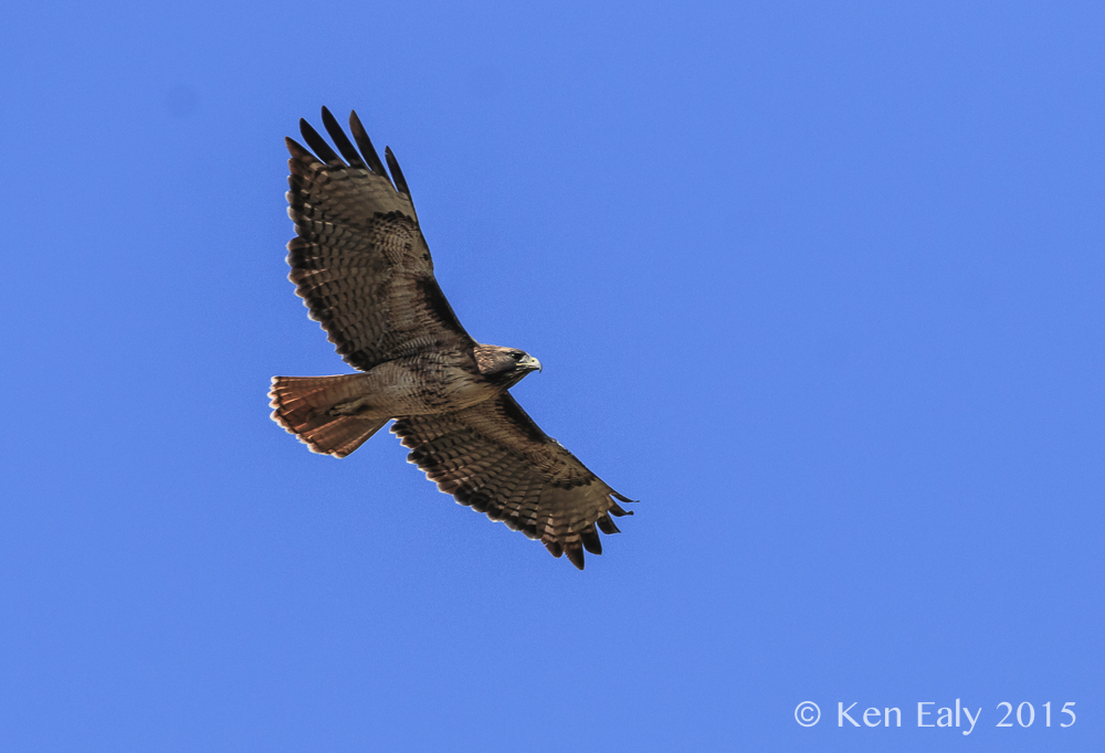 Marin County: Raptor Migration on Hawk Hill - Yolo Bird Alliance