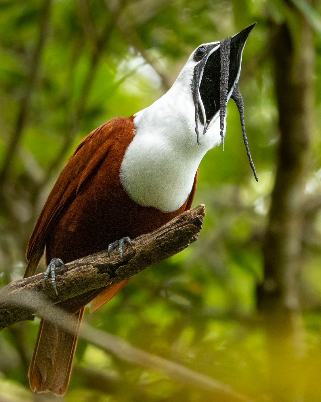The Magic of Central America: Costa Rica's Birds and Ecology - Yolo ...